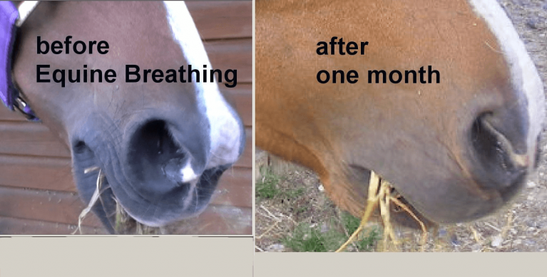 COPD, asthma etc use Equine Breathing for a natural recovery